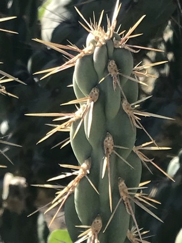 Choya de baja california (Cylindropuntia californica) - PictureThis