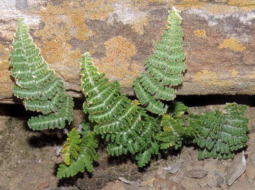 Asplenium cordatum - PictureThis