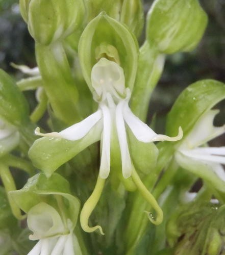 Bonatea speciosa - PictureThis