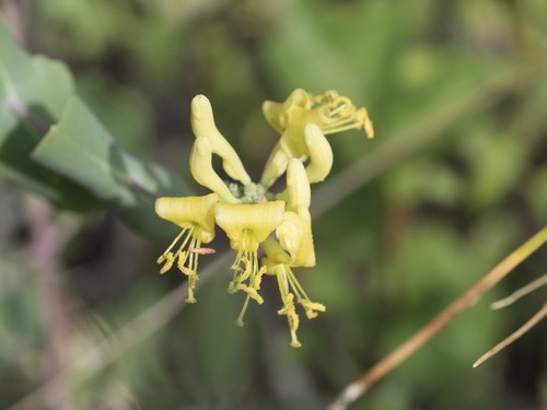 Lonicera interrupta - PictureThis