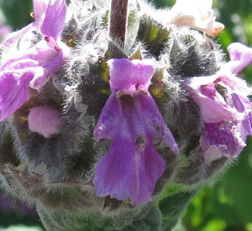 Ballota africana - PictureThis