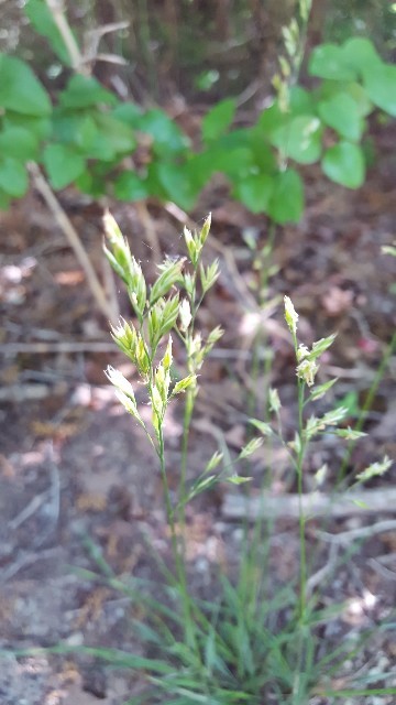 Meadow-grasses (Poa) Flower, Leaf, Care, Uses - PictureThis