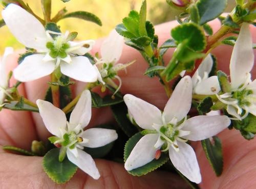 Agathosma crenulata - PictureThis