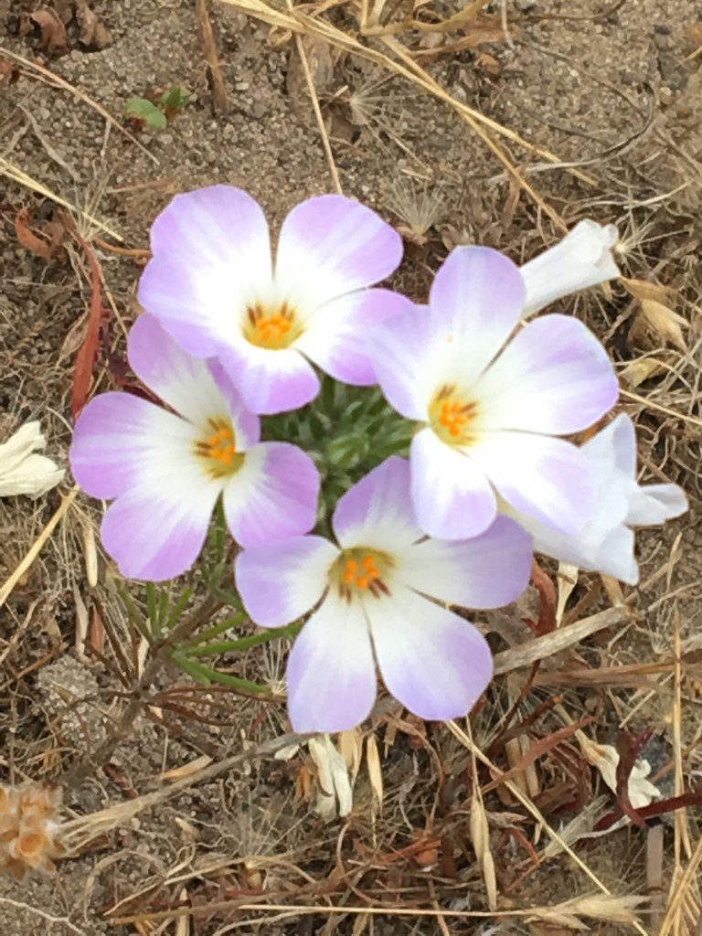 Leptosiphon grandiflorus 照顧，種植，繁殖，開花時間 - PictureThis