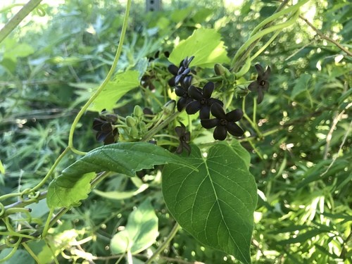 Matelea carolinensis - PictureThis