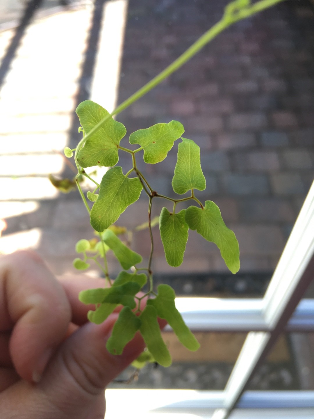Lygodium microphyllum - PictureThis