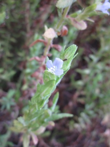 Stemodia Flower, Leaf, Care, Uses - PictureThis