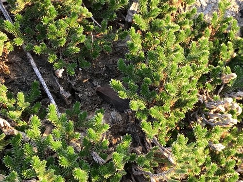 Arizona spikemoss (Selaginella arizonica) Flower, Leaf, Care, Uses ...