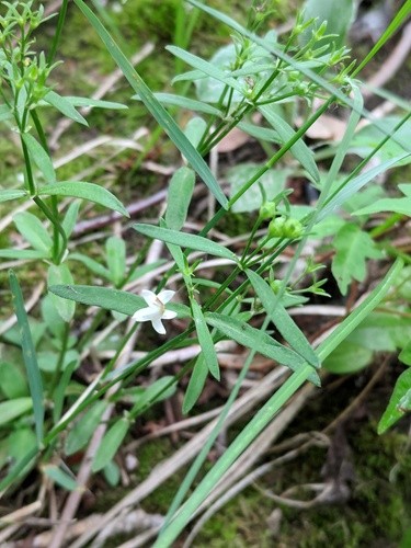 Canadian summer bluet (Houstonia canadensis) Flower, Leaf, Care, Uses ...