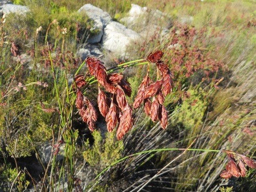 Restio - PictureThis