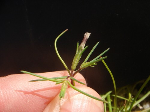 Linanthus jonesii - PictureThis