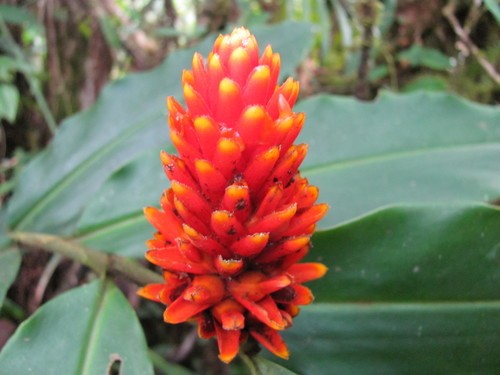 Renealmia cernua - PictureThis