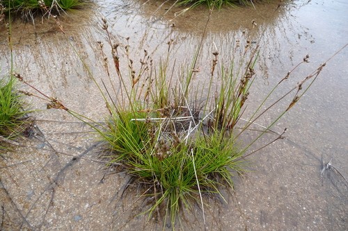 Juncus squarrosus - PictureThis