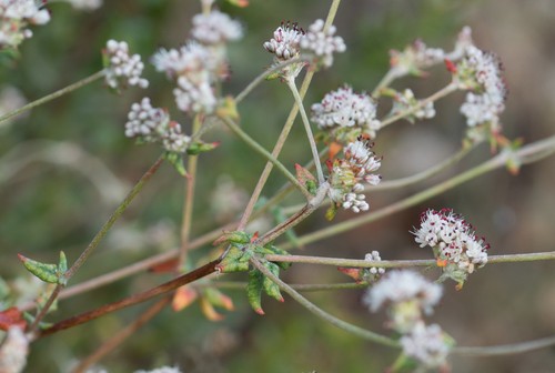 Seacliff wild buckwheat Care (Watering, Fertilize, Pruning, Propagation ...