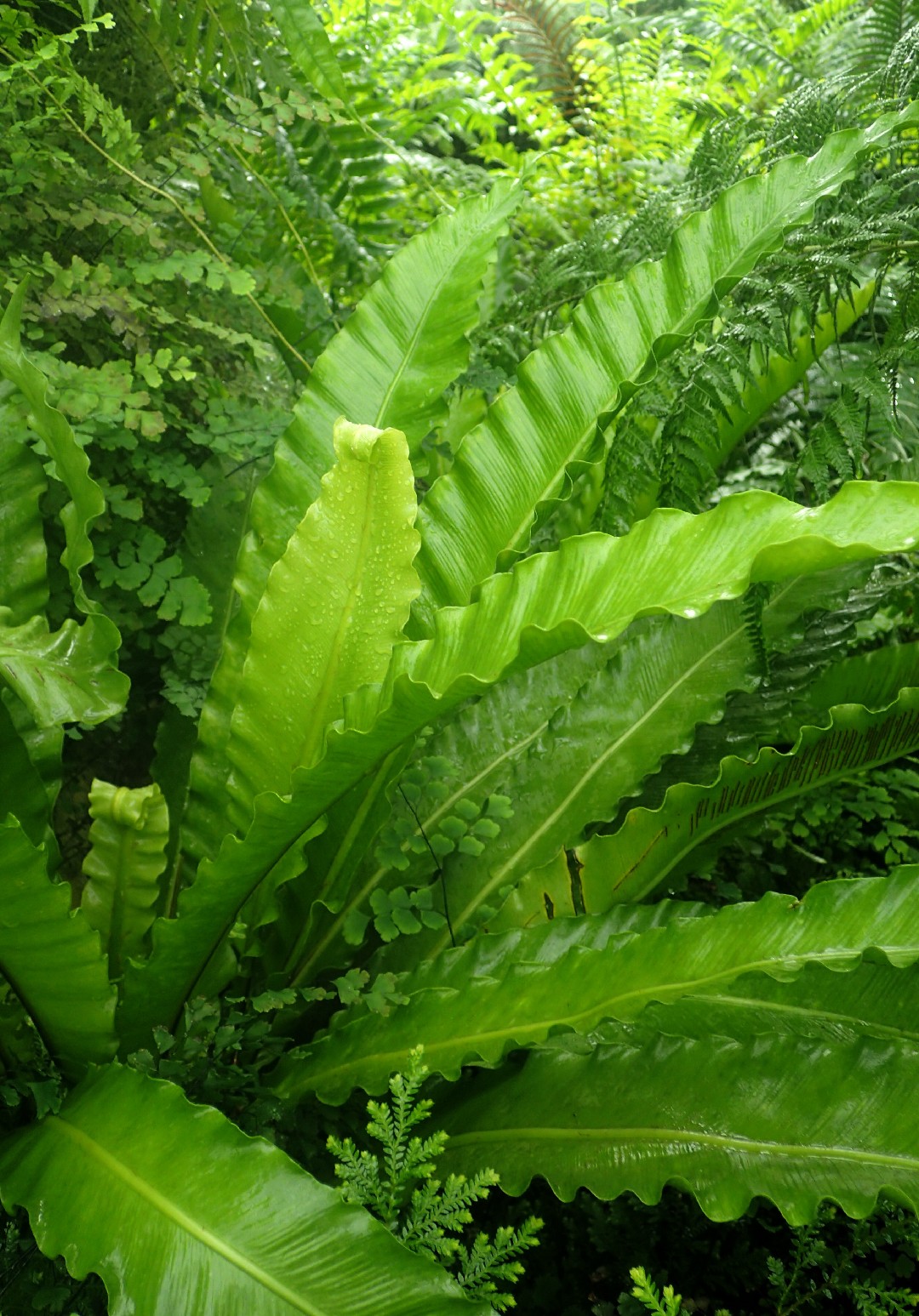 파초일엽 (Asplenium antiquum) - PictureThis