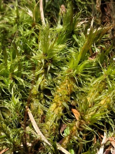 PictureThis - Dicranum polysetum