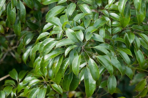 Sabia (Sabiaceae) Flower, Leaf, Care, Uses - PictureThis