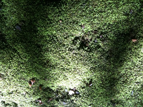 Claopodium - PictureThis