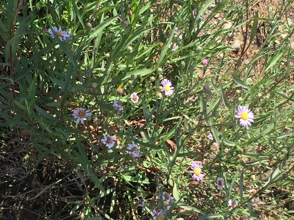 Suisun marsh aster (Symphyotrichum lentum) Flower, Leaf, Care, Uses - PictureThis