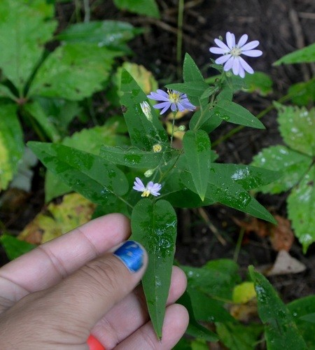 Short's aster (Symphyotrichum shortii) Flower, Leaf, Care, Uses ...