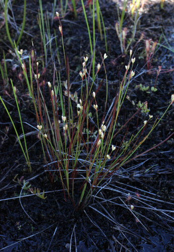 Juncus stygius - PictureThis
