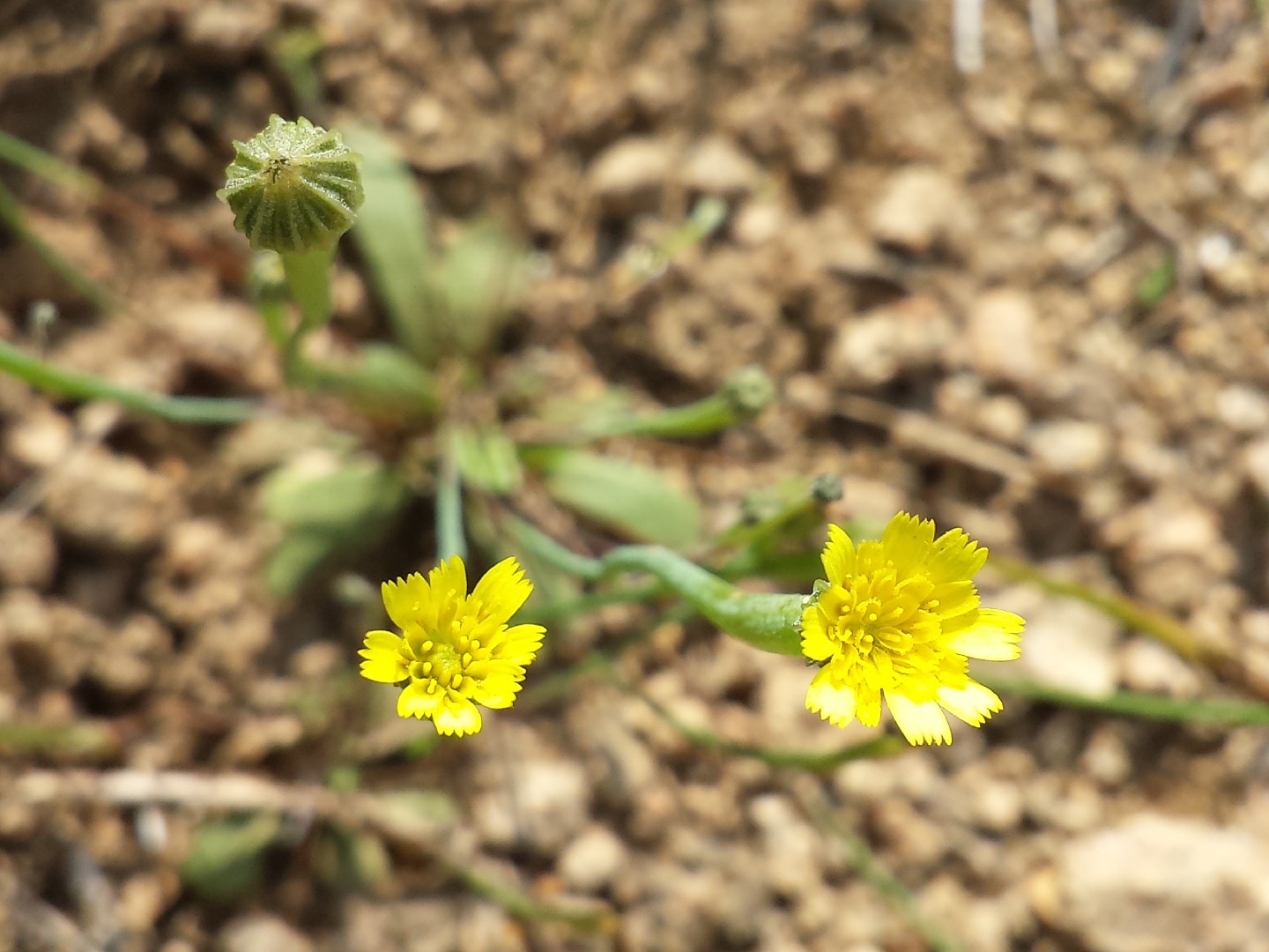 Dwarf nippleworts (Arnoseris) Flower, Leaf, Care, Uses - PictureThis