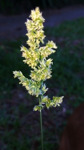 Poa arachnifera - PictureThis