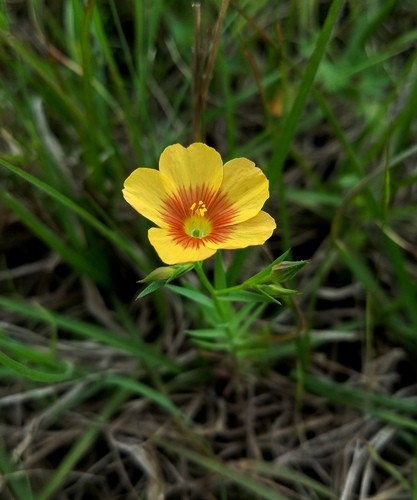 Berlandier's yellow flax (Linum berlandieri) Flower, Leaf, Care, Uses - PictureThis