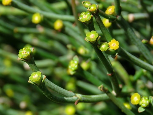 Spurges (Euphorbia) Flower, Leaf, Care, Uses - PictureThis