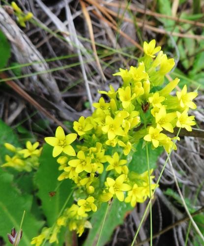 Sebaea - PictureThis