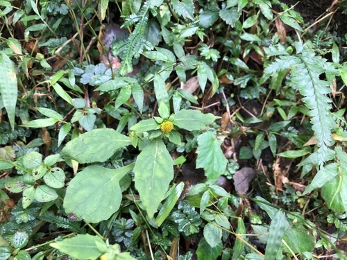 carpesium Care (Watering, Fertilize, Pruning, Propagation) - PictureThis