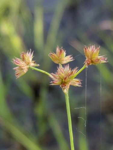 Knotted rush (Juncus nodosus) Flower, Leaf, Care, Uses - PictureThis