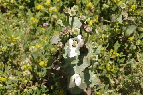 Opium poppy (Papaver somniferum) Flower, Leaf, Care, Uses - PictureThis