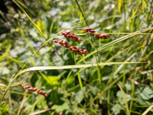 Carex de davis (Carex davisii) - PictureThis