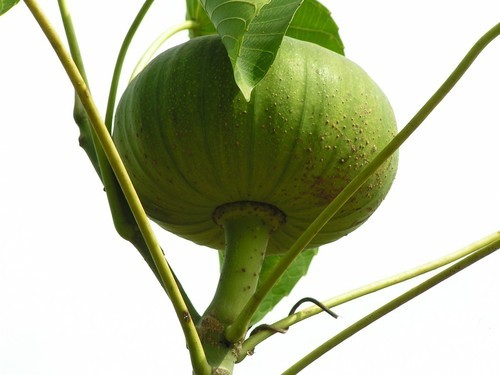 Hura polyandra Flower, Leaf, Care, Uses - PictureThis