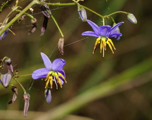 Dianella revoluta - PictureThis