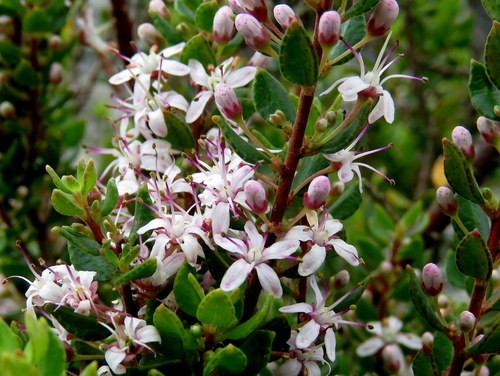 Agathosma ovata - PictureThis