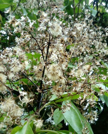 Cissampelopsis Care (Watering, Fertilize, Pruning, Propagation) - PictureThis