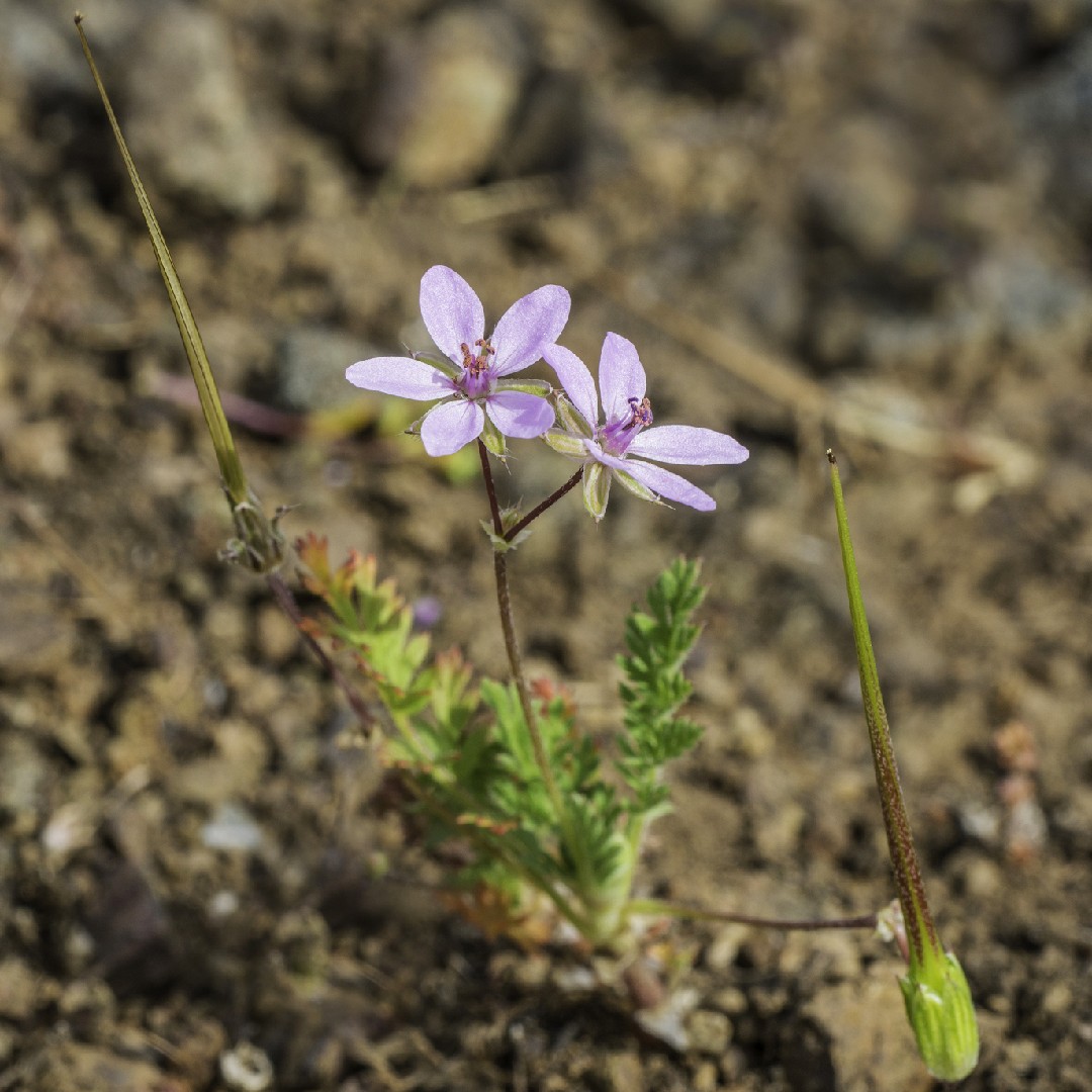 Is common stork's-bill annual ? - PictureThis