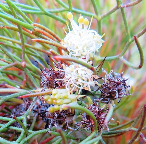 Serruria inconspicua - PictureThis