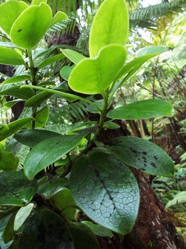 Ilex anomala - PictureThis