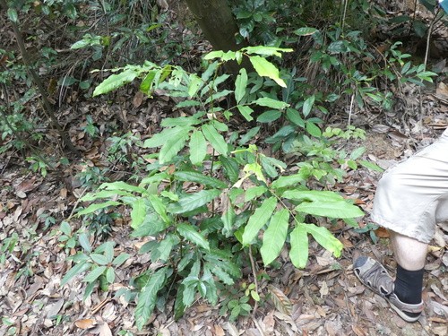 Engelhardia roxburghiana - PictureThis