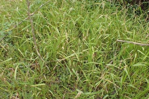 Arrocillo (Echinochloa colona) - PictureThis