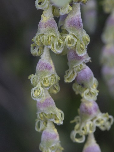 Garrya fremontii - PictureThis