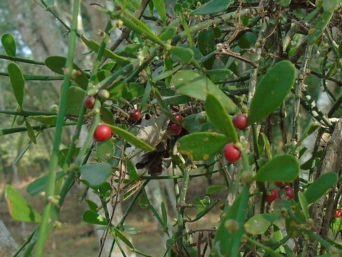 Phthirusa inconspica - PictureThis