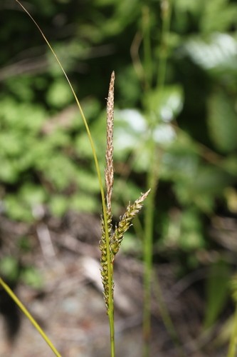 Mendocino sedge (Carex mendocinensis) Flower, Leaf, Care, Uses ...