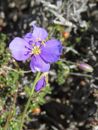 Heliophila suavissima - PictureThis