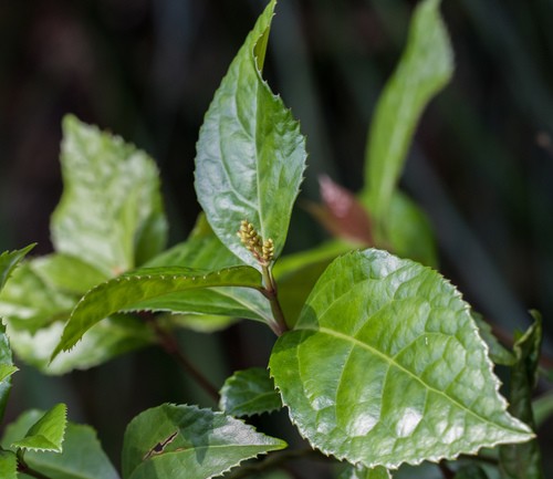 Chloranthus spicatus - PictureThis