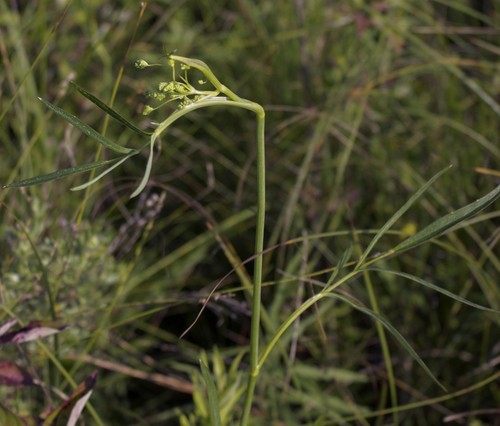 Stiff cowbane (Oxypolis rigidior) Flower, Leaf, Care, Uses - PictureThis