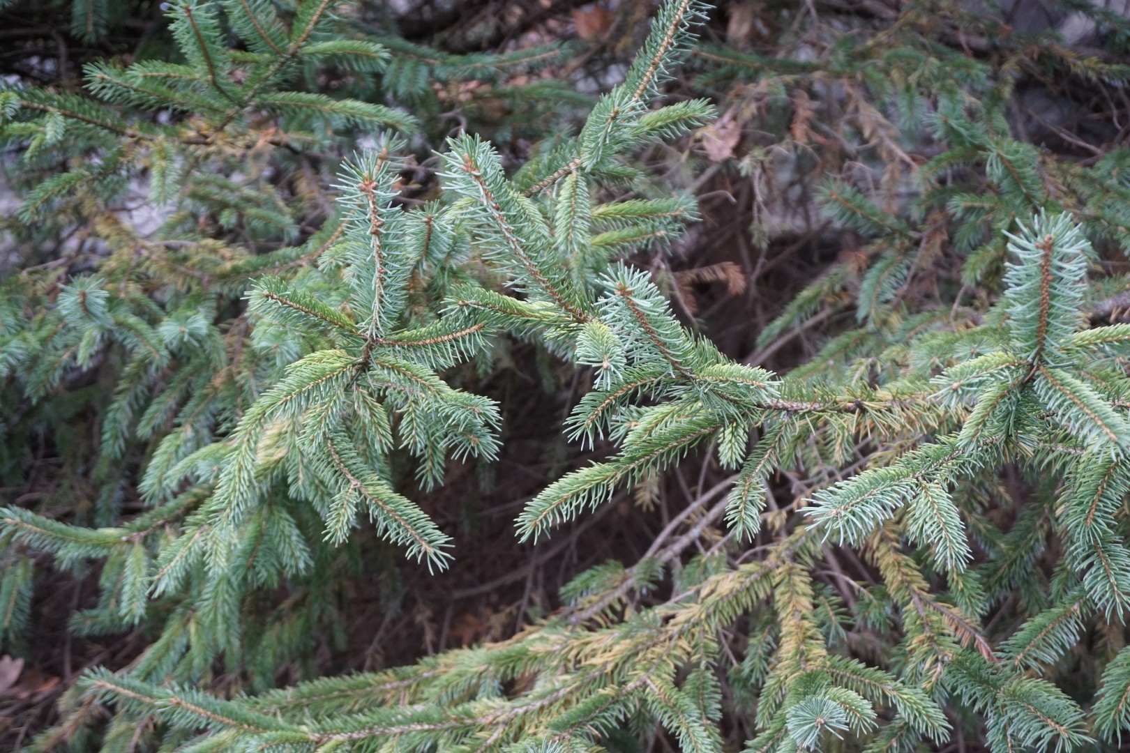 White spruce (Picea glauca) Flower, Leaf, Care, Uses - PictureThis